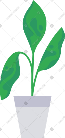 Plant animated illustration in GIF, Lottie (JSON), AE