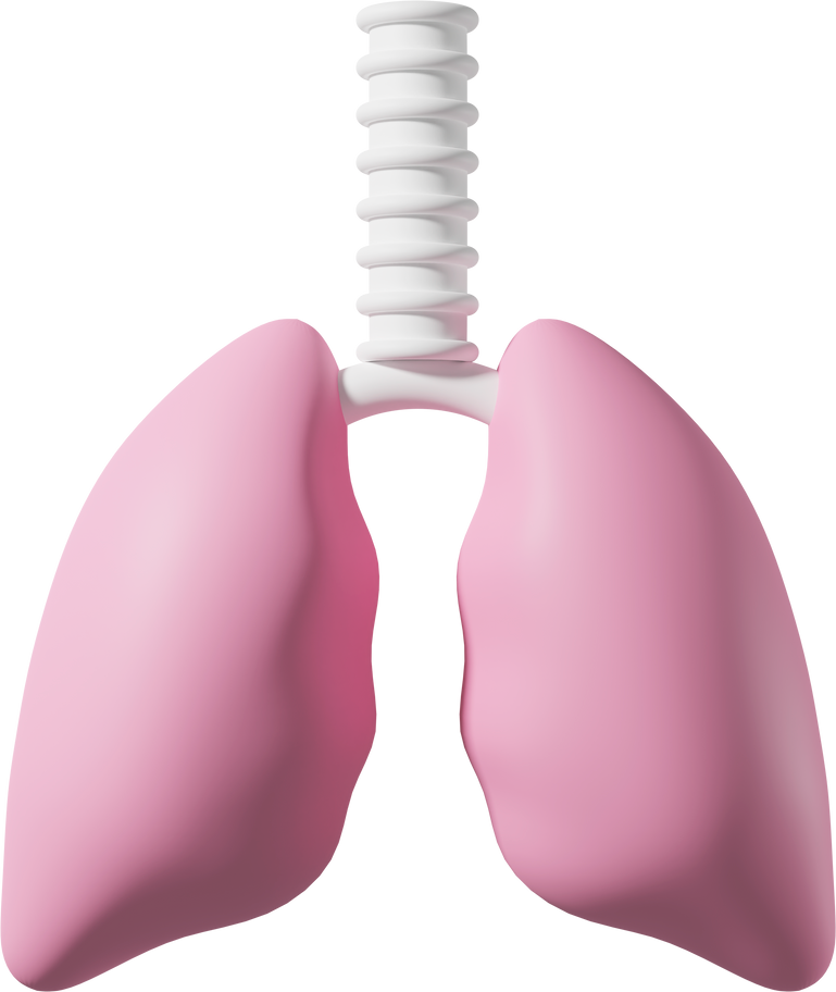 Pink lungs Illustration in PNG, SVG