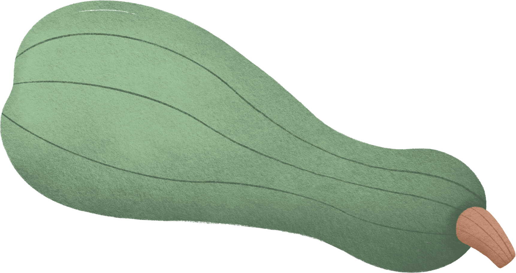 Zucchini Illustration in PNG, SVG
